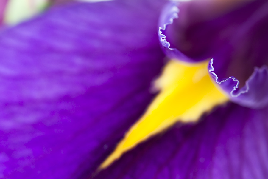 flowers | planetmemories.com