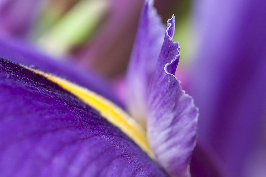 flowers | planetmemories.com
